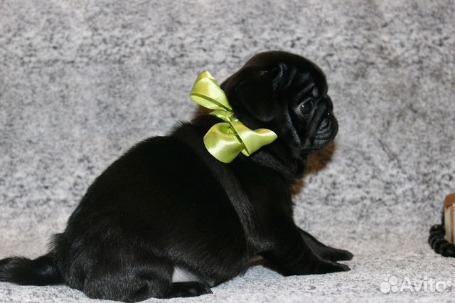 Мопсо-детки