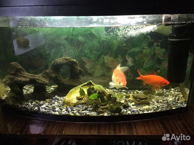 Декоративные караси