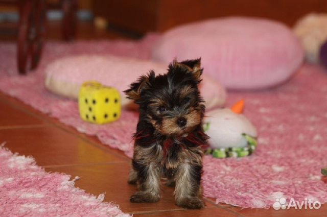 Йорки Лохматые друзья