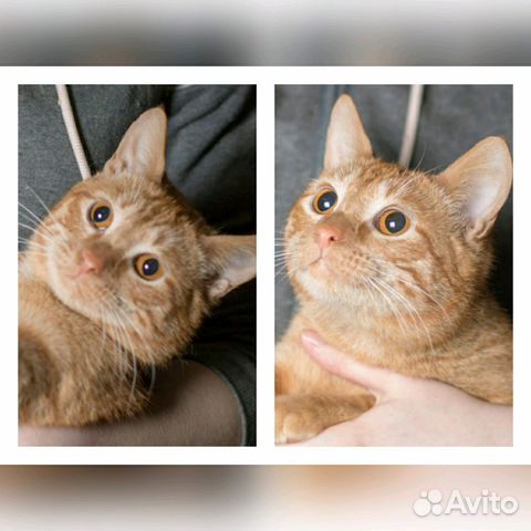 Котик Цитрус