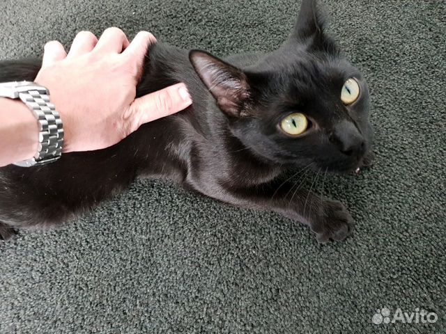 Красивая молодая кошка (котенок) ищет дом