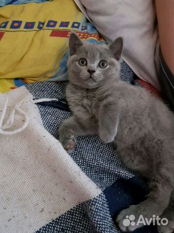 Кошечка