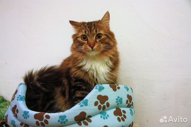 Очарованье ищет дом