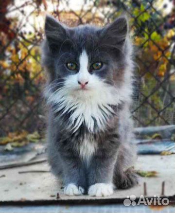 Пушистый серый котенок Симферополь