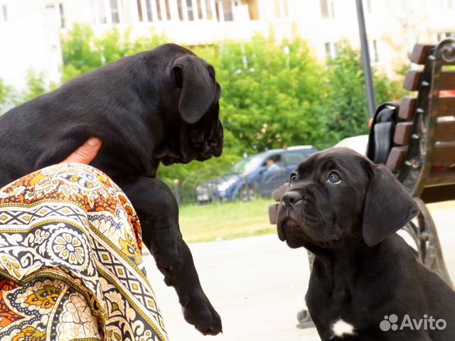 Черные мальчишки кане корсо