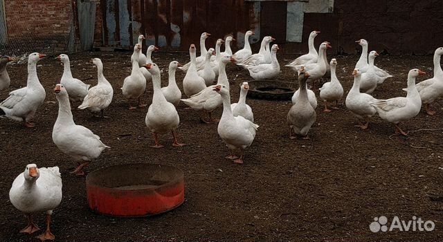 Гуси Холмагор и Линда