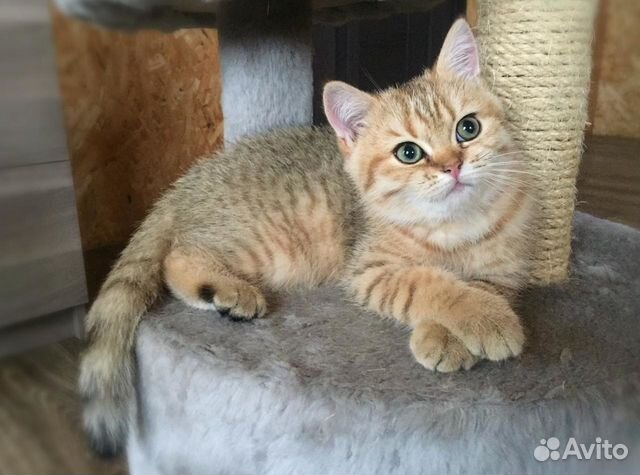 Котята скоттиш страйт