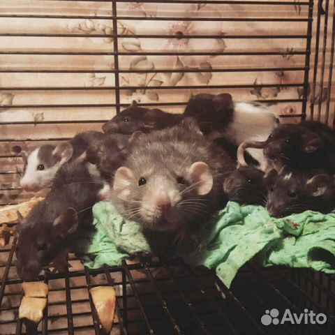 Крысята Дамбо