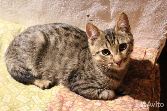 Котята окраса табби в дар