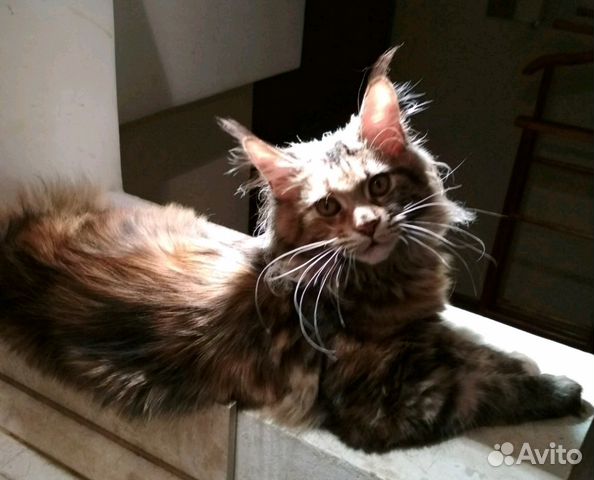 Девочка лесного окраса мейн-кун