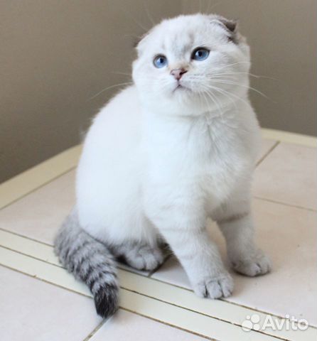 Вислоухий мальчик