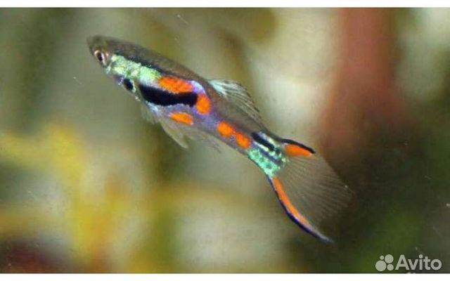 Продам рыбок гуппи
