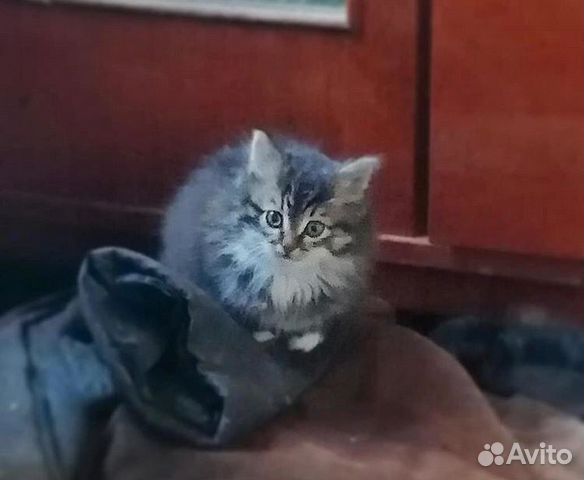 Сибирский котёнок 3 месяца в добрые руки