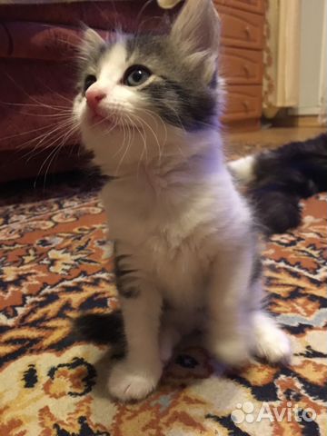 Отдам очаровательного котейку в добрые руки