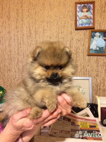 Шпиц померанский