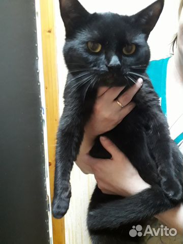 Пристрою кота