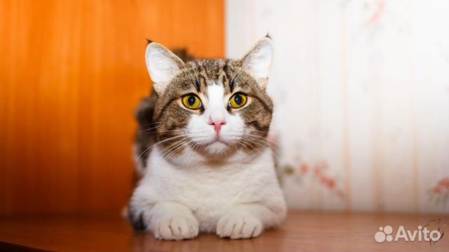 Котёнок Тимоша