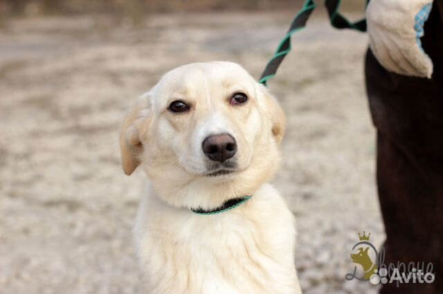 Рейна (она же Блонди) ищет теплый дом