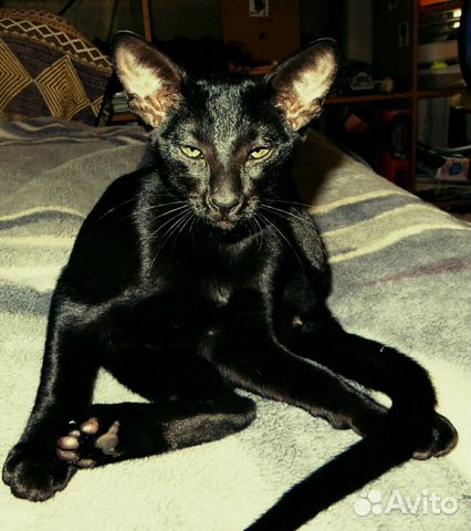 Эбони клубные