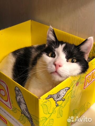 Панда мишка