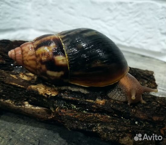 Ахатина Fulica Hamillei (фулика хемели)