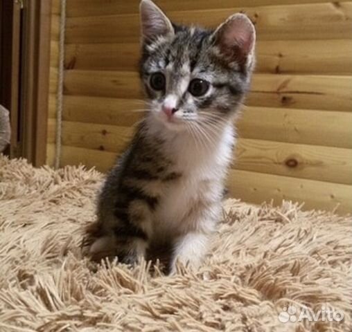 Маленькую кошечку подкинули в магазин