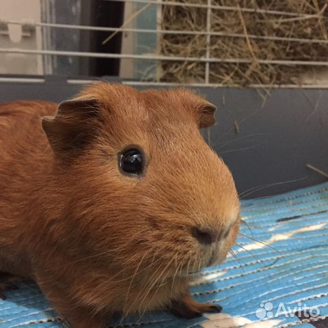 Морская свинка