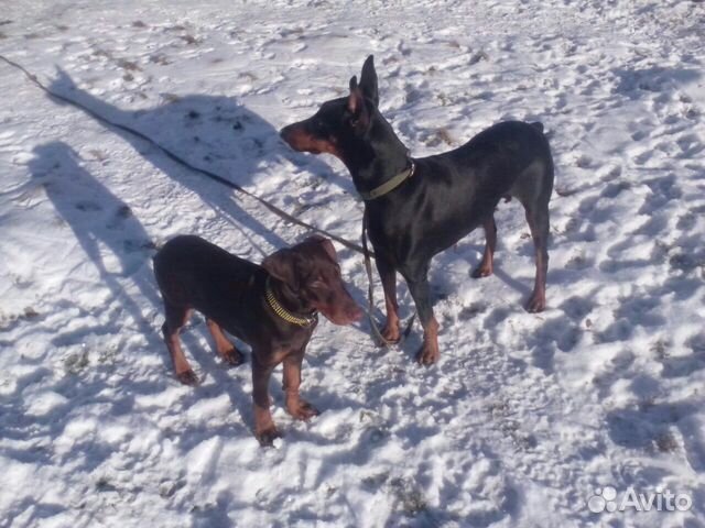 Мальчик доберман