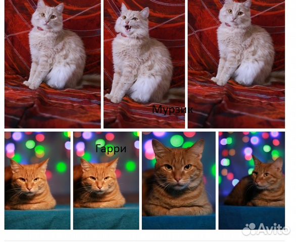 Наши ласковые солнышки мальчишки