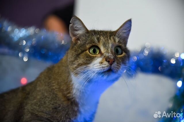 Коржик ищет дом