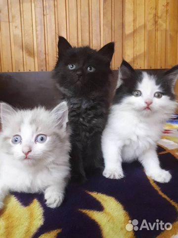 Котята
