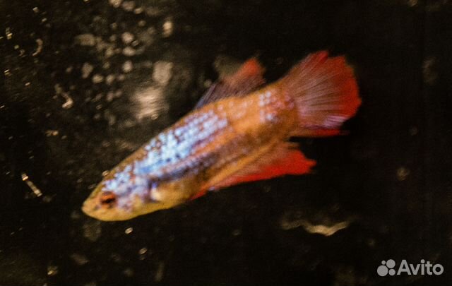 Самка петушка