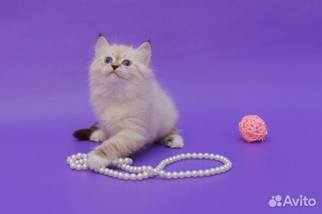 Гламурная красотка Авива