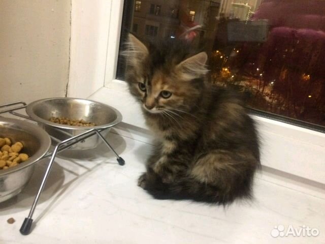Котенок Маша