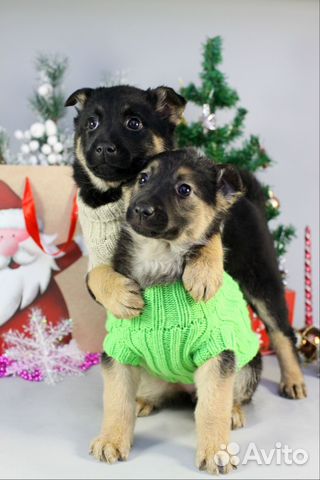 Щенки Метисы овчарки 2 мес девочки