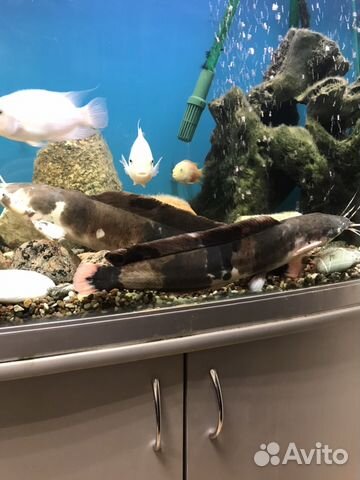 Сом Клариус пятнистый