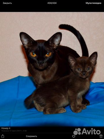 Котята европейской бурмы соболиного окраса
