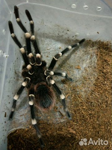 Паук птицеед Acanthoscurria geniculata