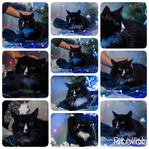 Совёнок - для любителей больших котов