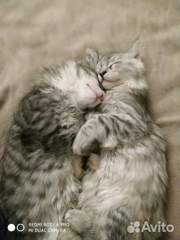 Мейн Кун банда