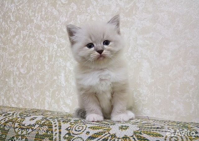 Невские очаровательные котики
