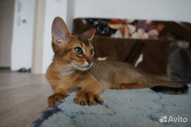 Абиссинская принцесса