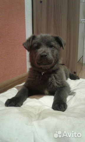 Чудесный умненький щенок Гуччи в самые добрые руки