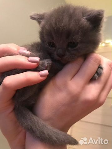 Британские котята под елочку