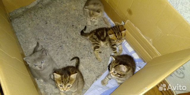 Отдаю котяток к любящим родителям