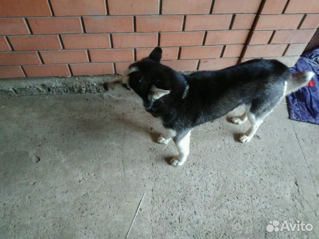 Отдам в хорошие руки