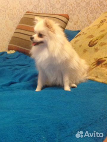 Щенки шпица