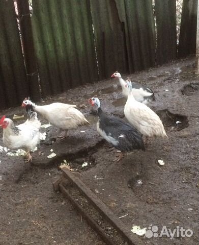 Цесарки,куры