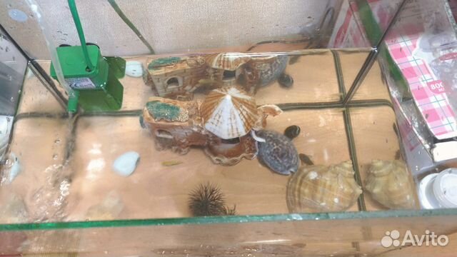 Аквариум с рыбками