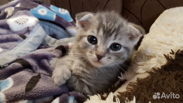 Отличный подарок к новому году